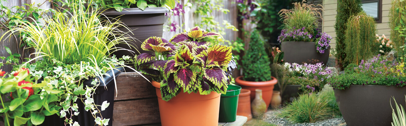 Divinetree - Greens WorldWide